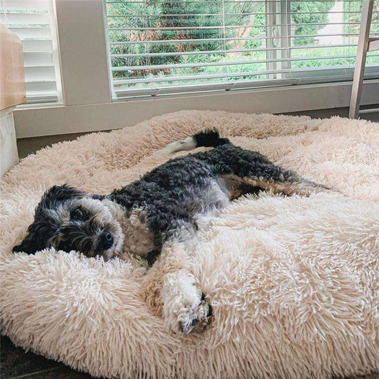 MagicPaws™ Cloud 7 Calming Dog Bed – Magic Paws
