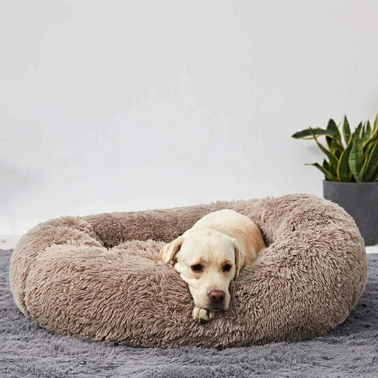 MagicPaws™ Cloud 7 Calming Dog Bed – Magic Paws
