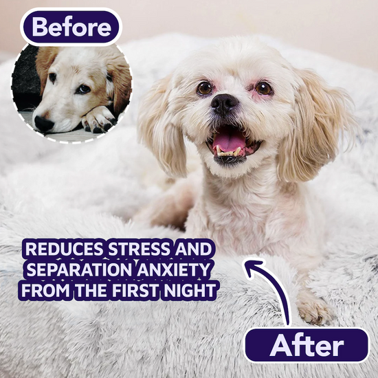 MagicPaws™ Cloud 7 Calming Dog Bed – Magic Paws